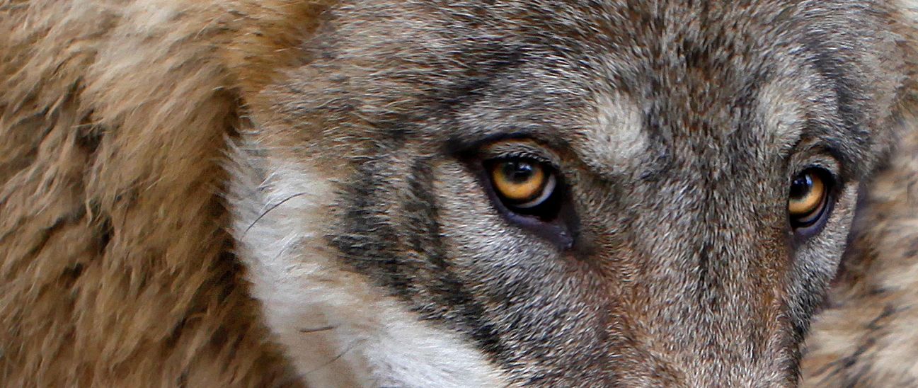 Subsidie weren van wolf verlengd in Elburg en Oldebroek