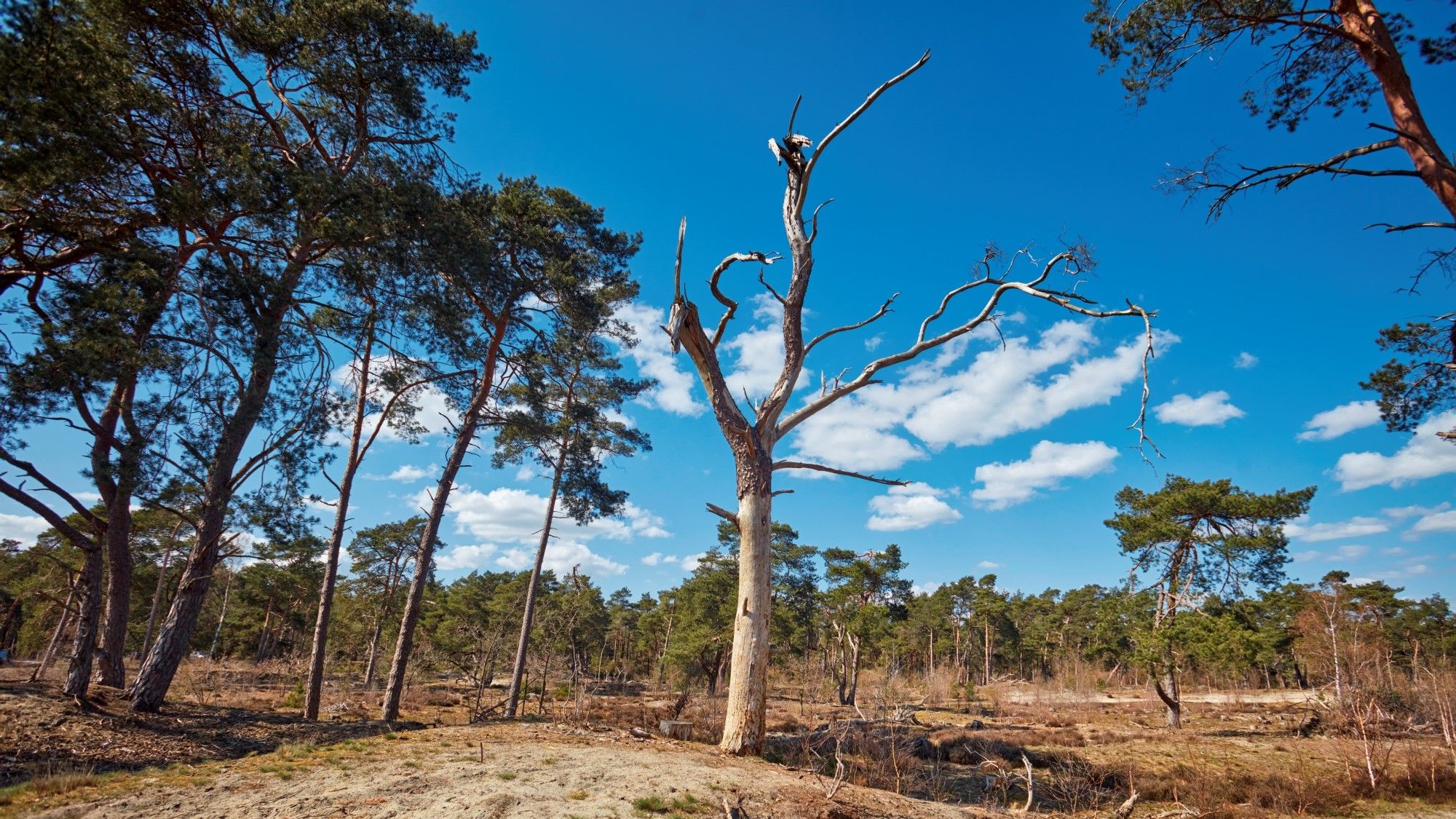 Herstelprogramma's Veluwe