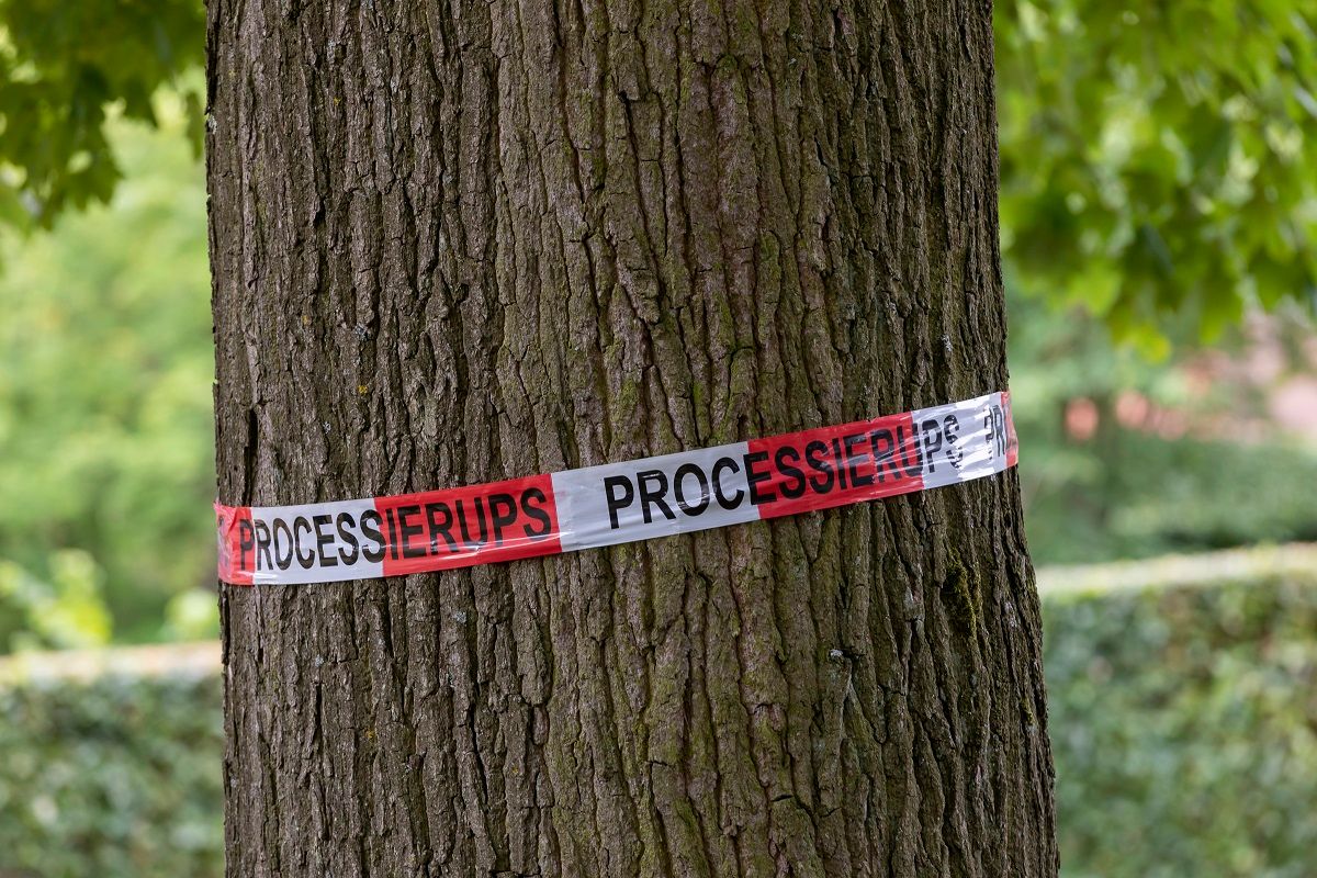 Eikenprocessierups